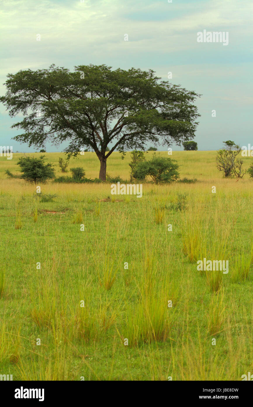 A tree in the the Ugandan savannah of Murchison Falls National Park ...