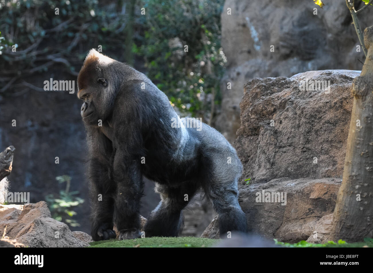 016a hi-res stock photography and images - Alamy