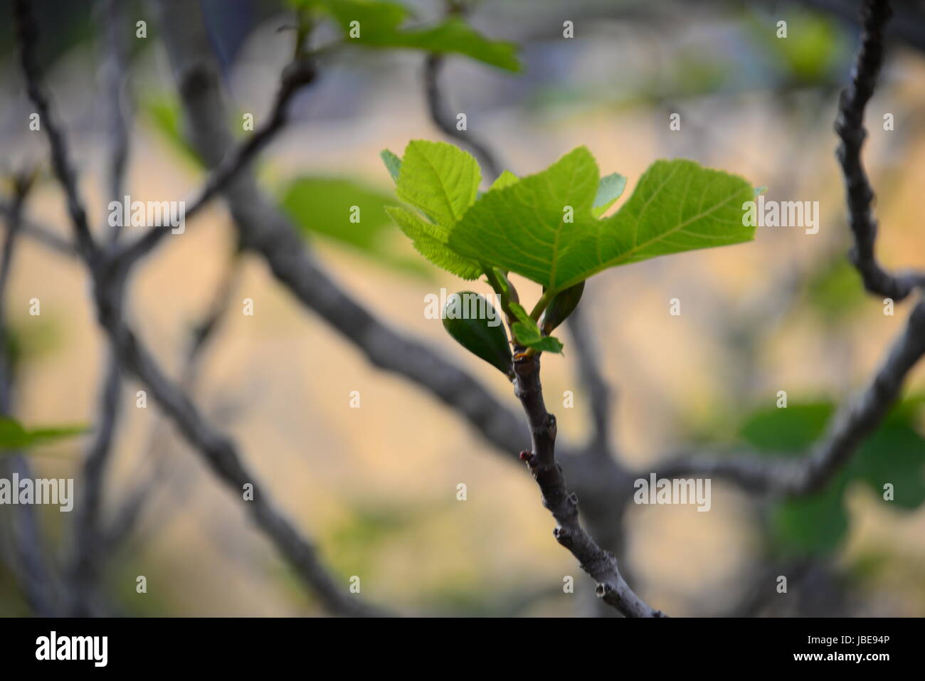 fig fig tree Stock Photo - Alamy