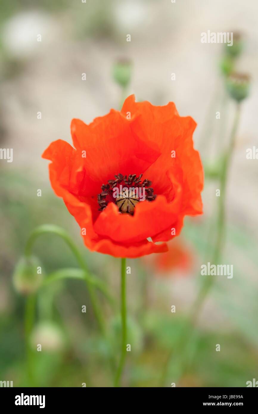 poppy / poppy Stock Photo - Alamy
