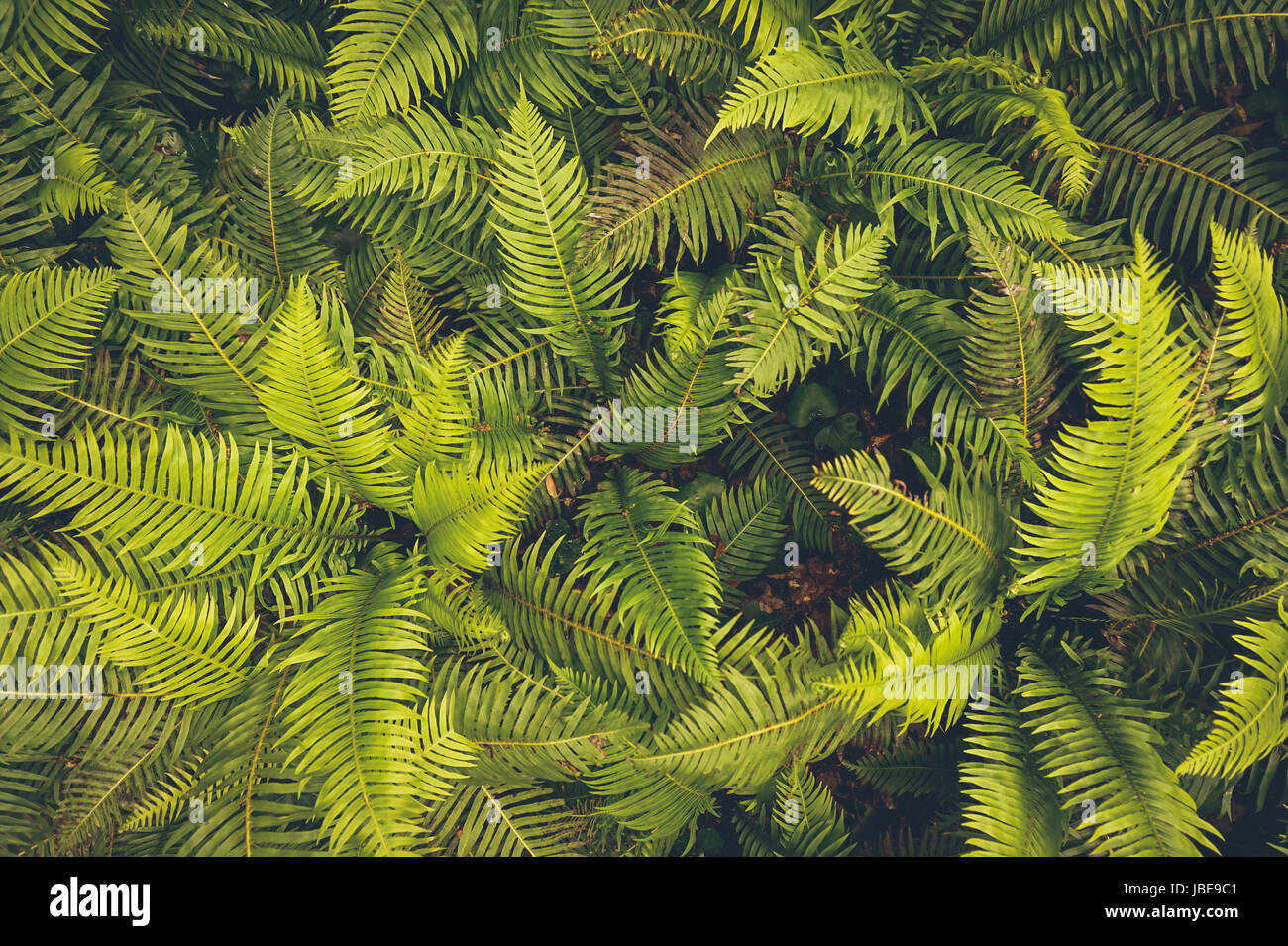 green and clean plant leaves background Stock Photo - Alamy