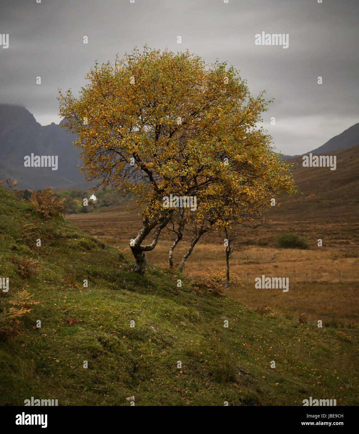 Birch Tree - Kilbride, Isle of Skye, Scotland Stock Photo - Alamy