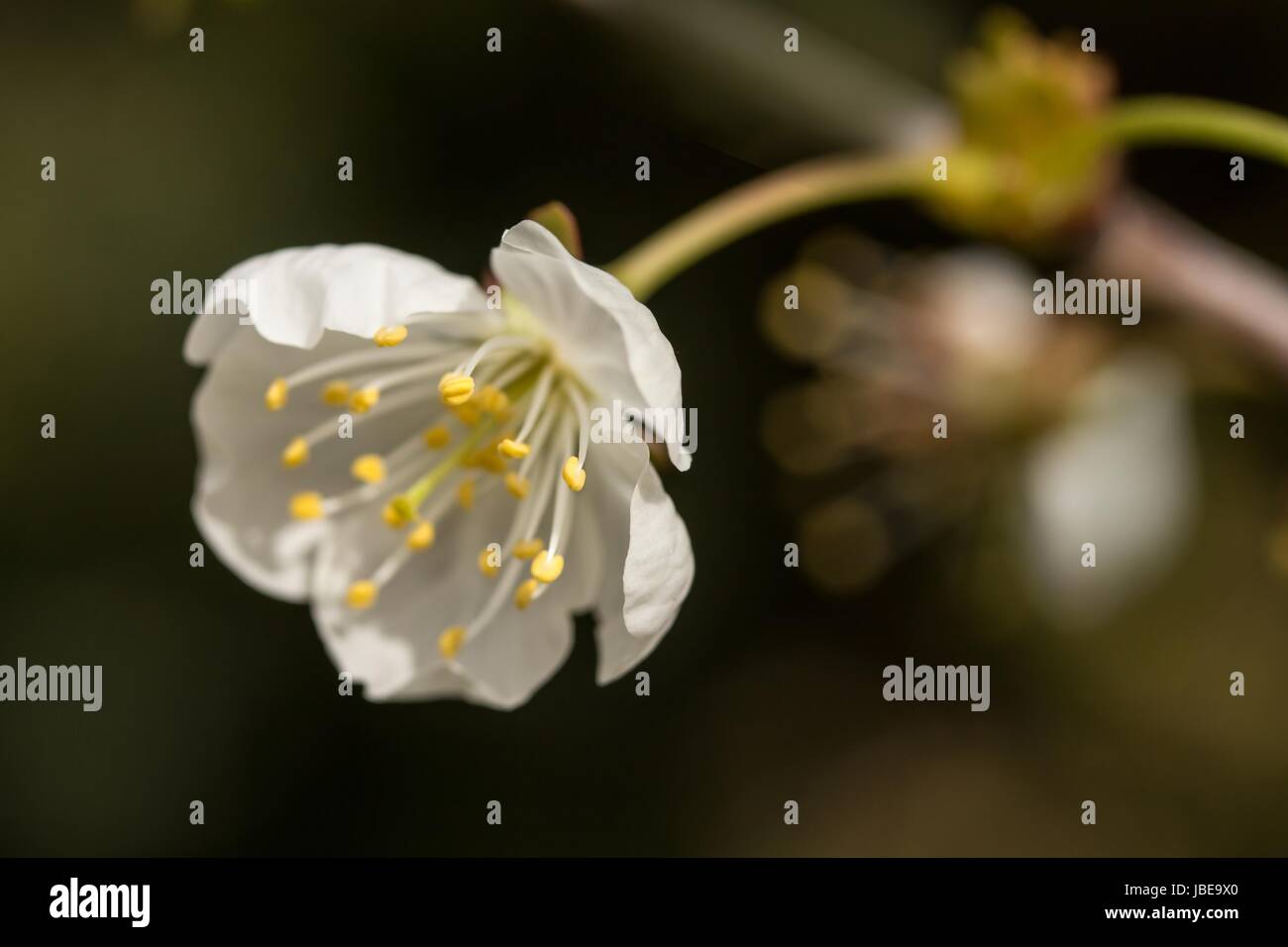 bright pure white Stock Photo - Alamy