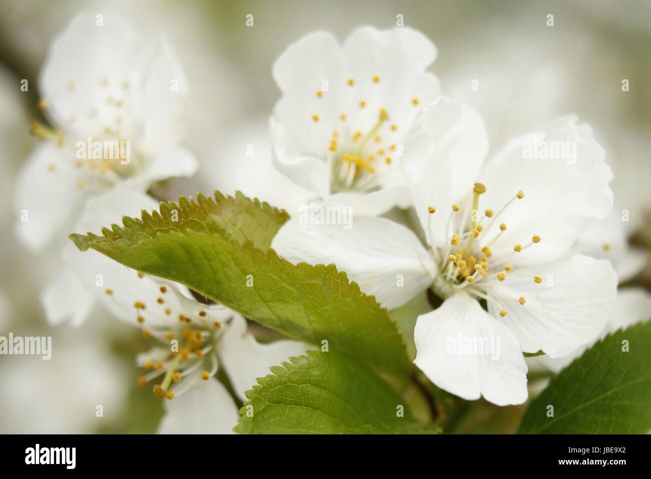 bright pure white Stock Photo - Alamy