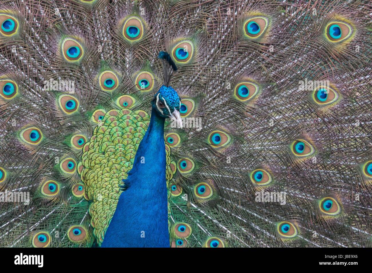 Flirting peacock hi-res stock photography and images - Alamy