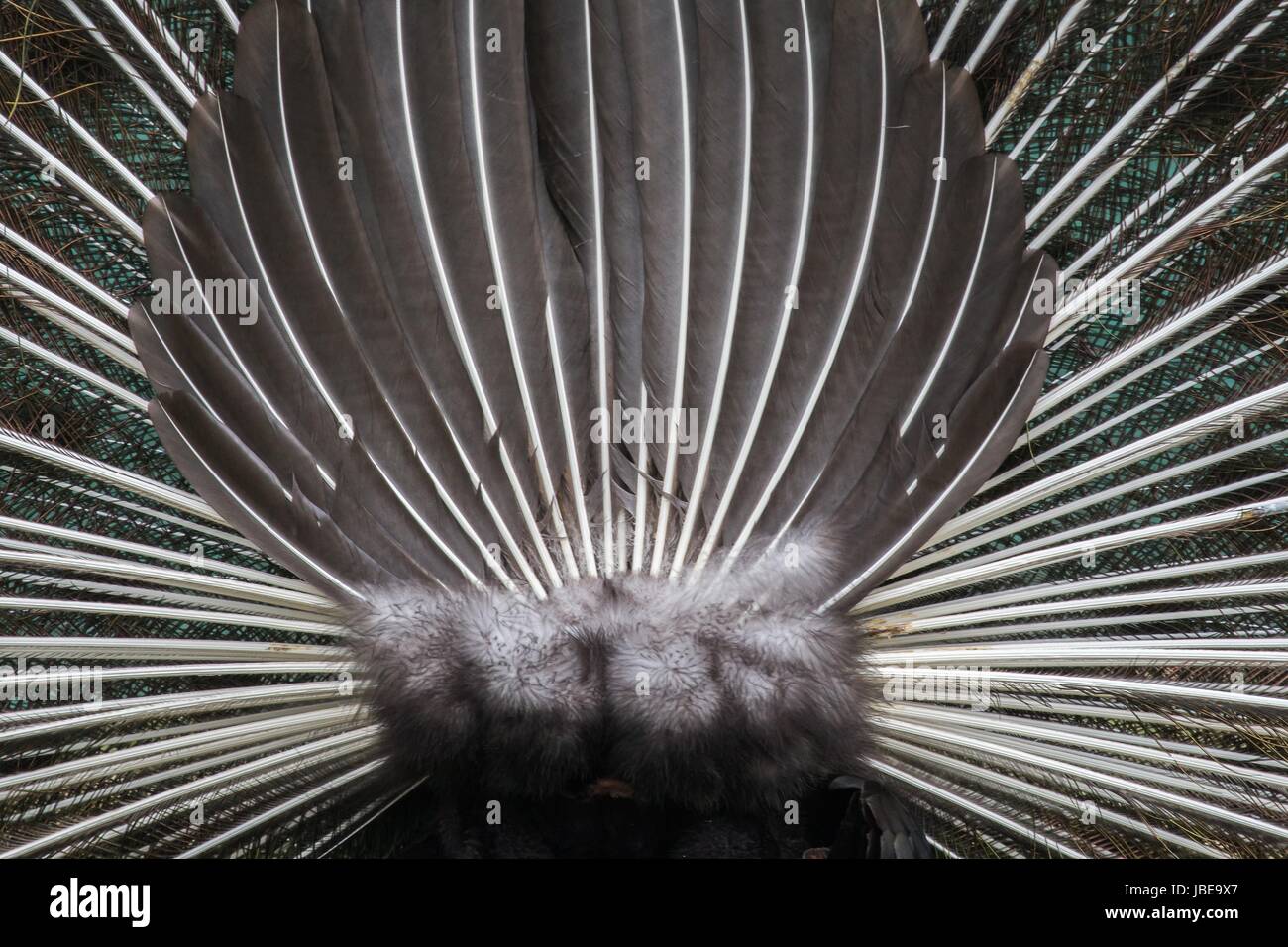 Tiere rad hi-res stock photography and images - Alamy