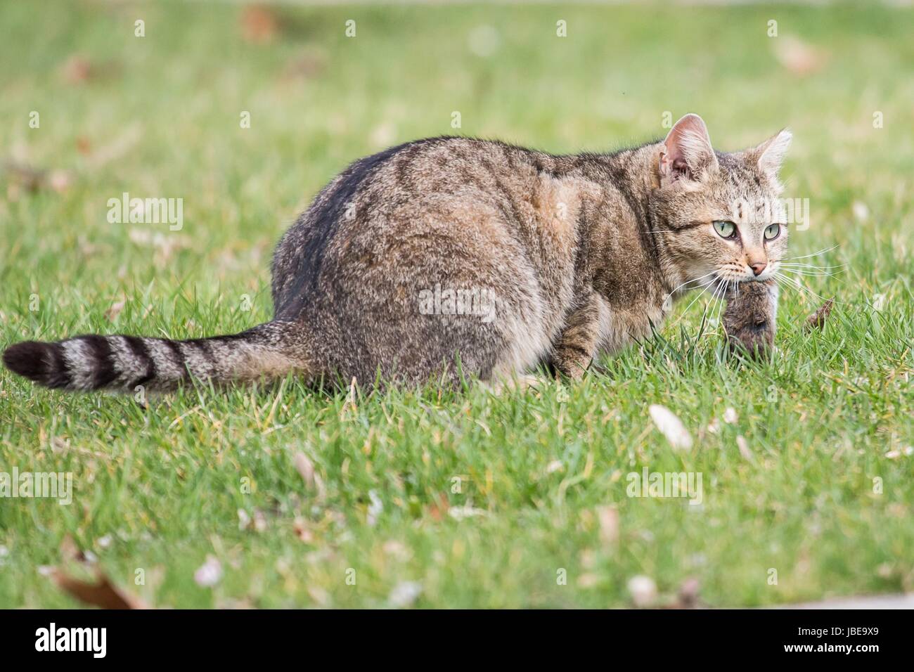 Sitzendes tagsuber tag tiere tier in gefangenschaft tier wiesen wiese ...