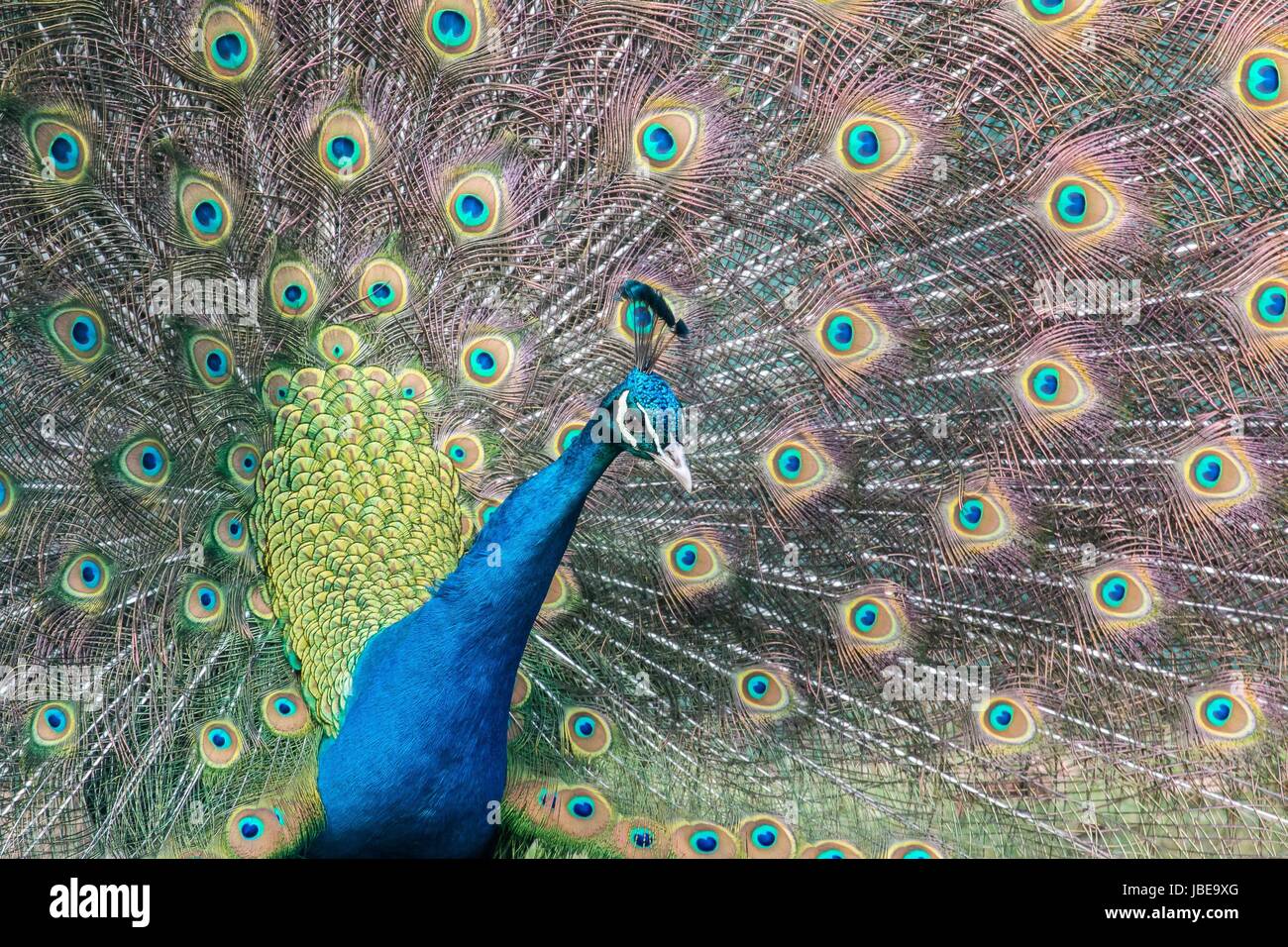 Flirting peacock hi-res stock photography and images - Alamy
