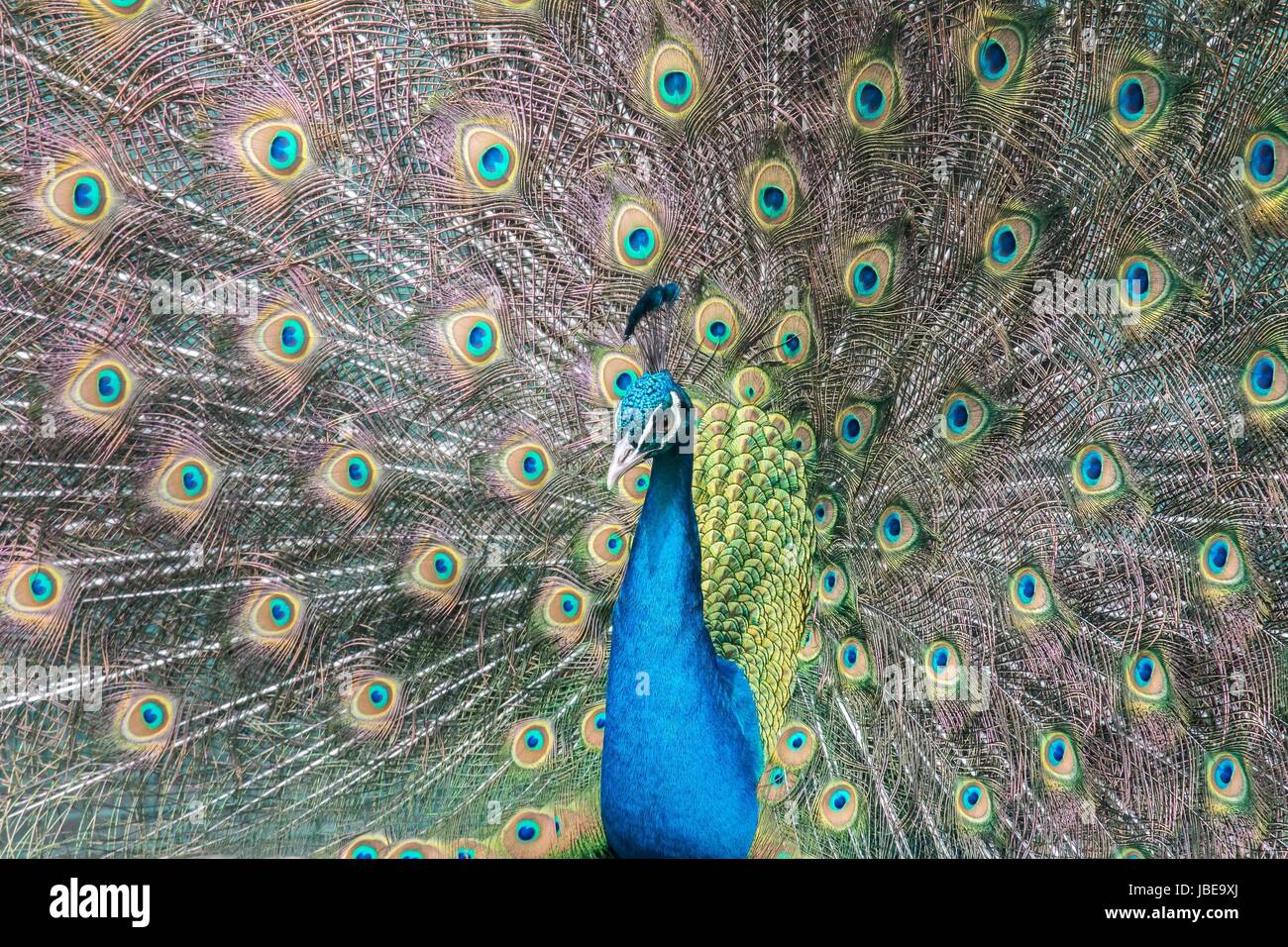 Flirting peacock hi-res stock photography and images - Alamy