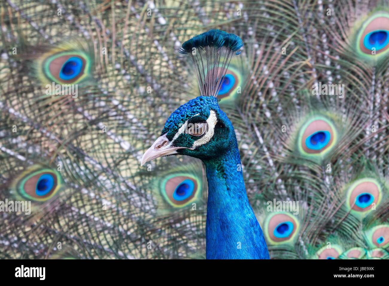 Flirting peacock hi-res stock photography and images - Alamy