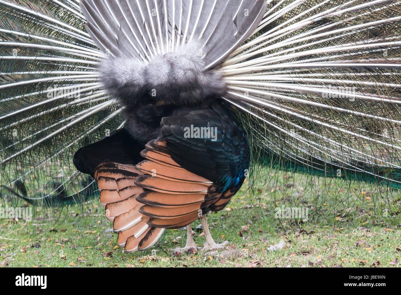 blue peacock,rear view Stock Photo - Alamy