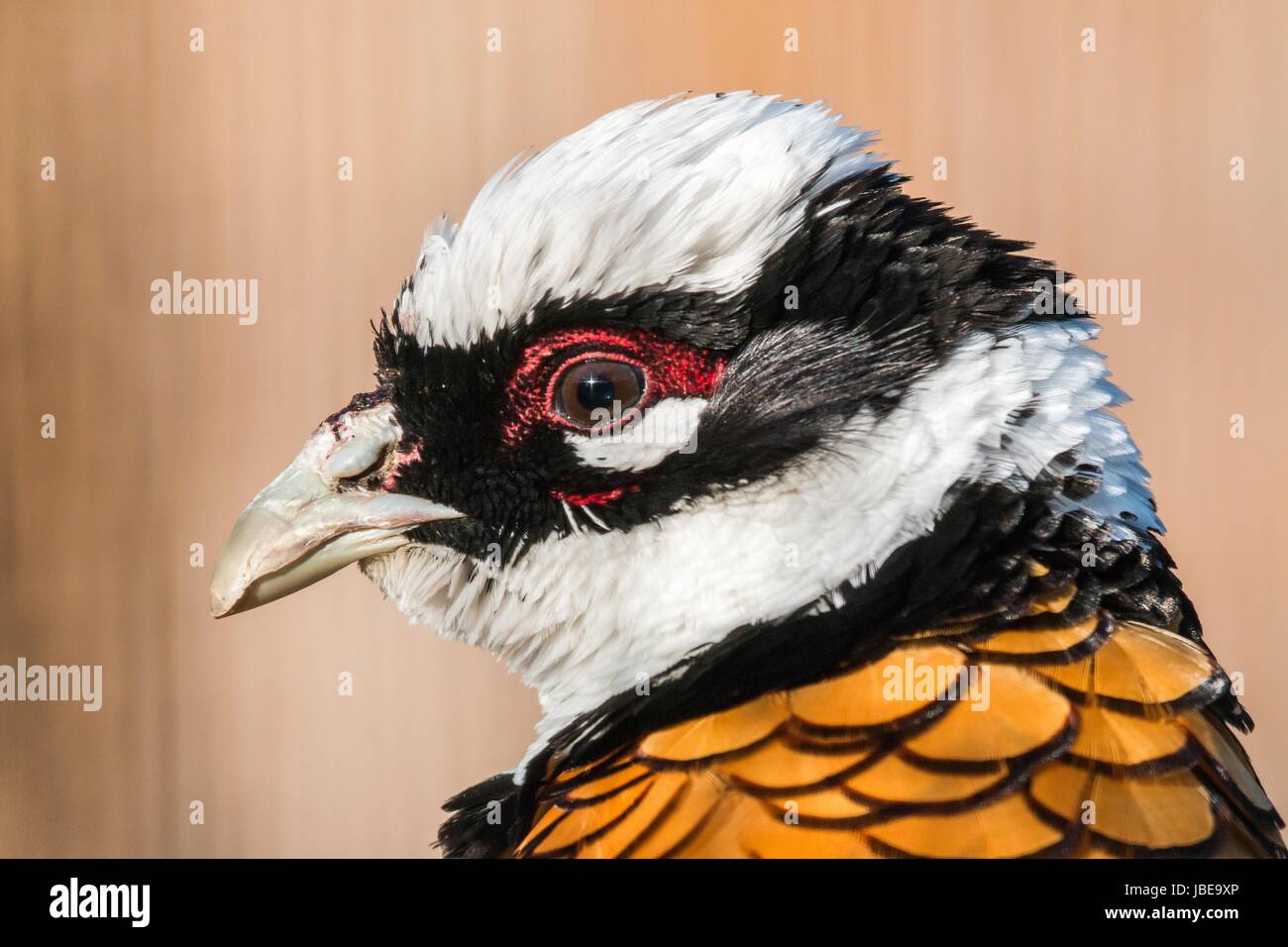 King pheasant hi-res stock photography and images - Alamy