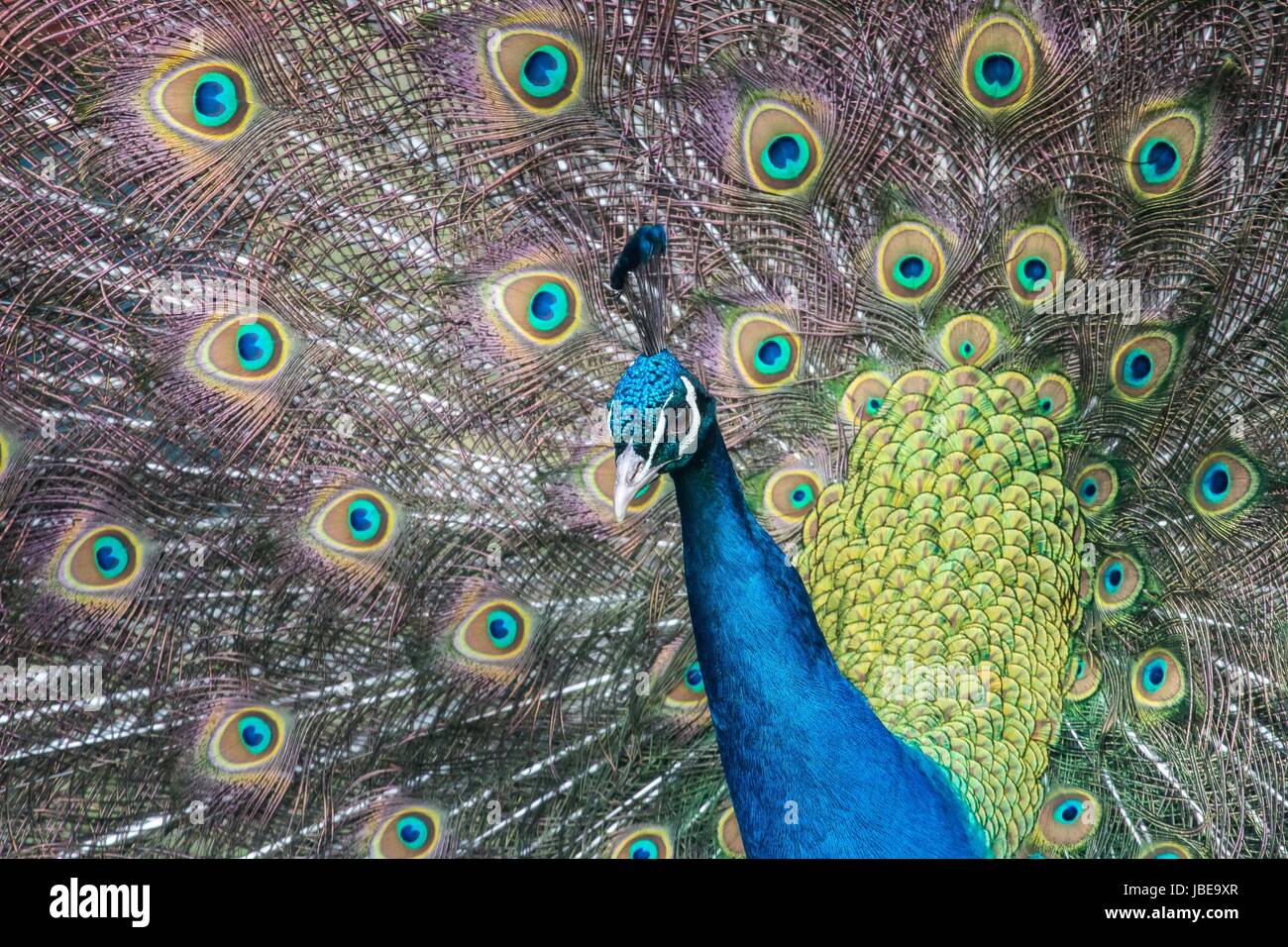 Flirting peacock hi-res stock photography and images - Alamy