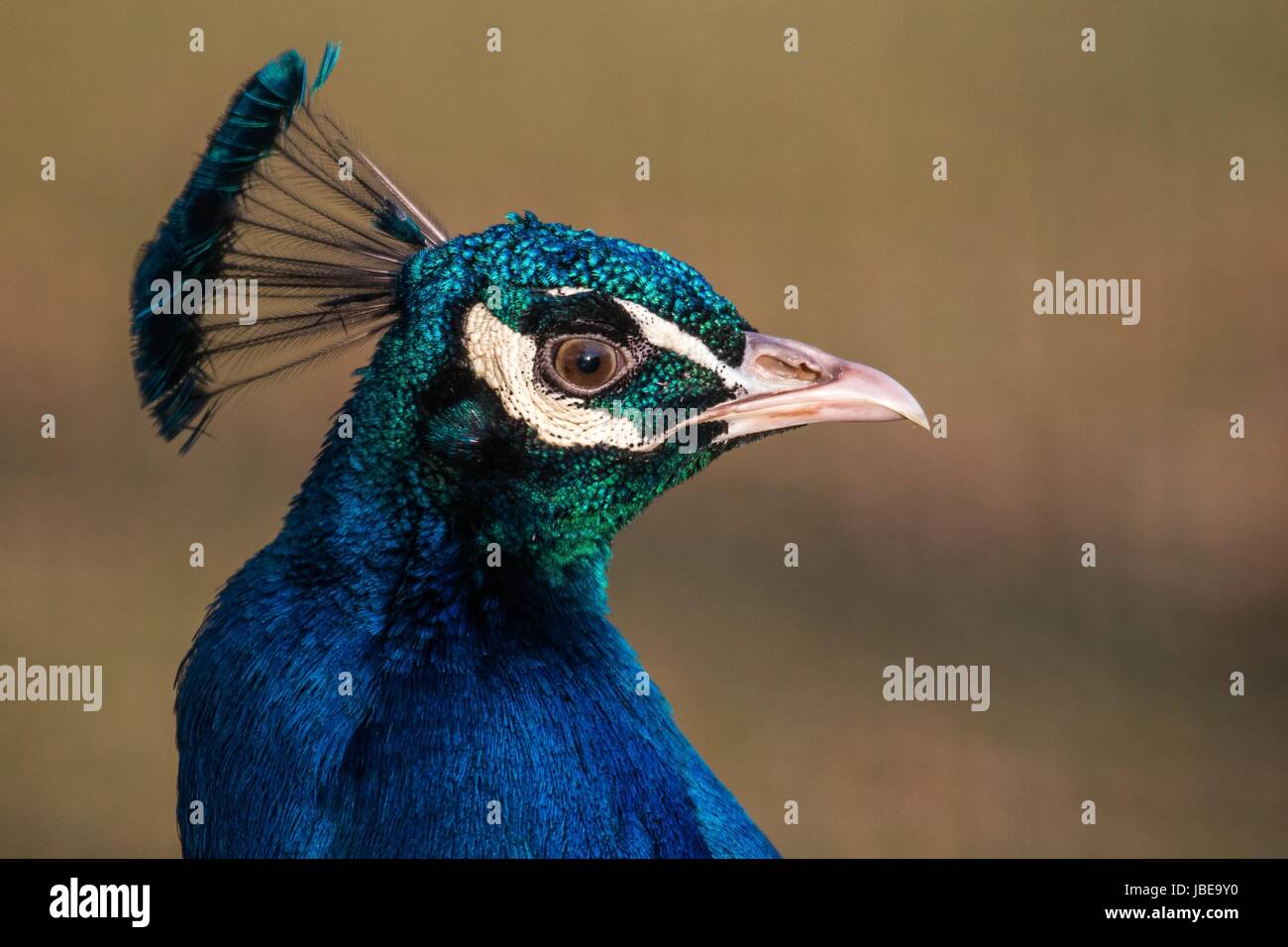 portrait of a blue peacock Stock Photo - Alamy
