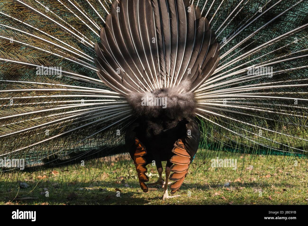 blue peacock,rear view Stock Photo - Alamy