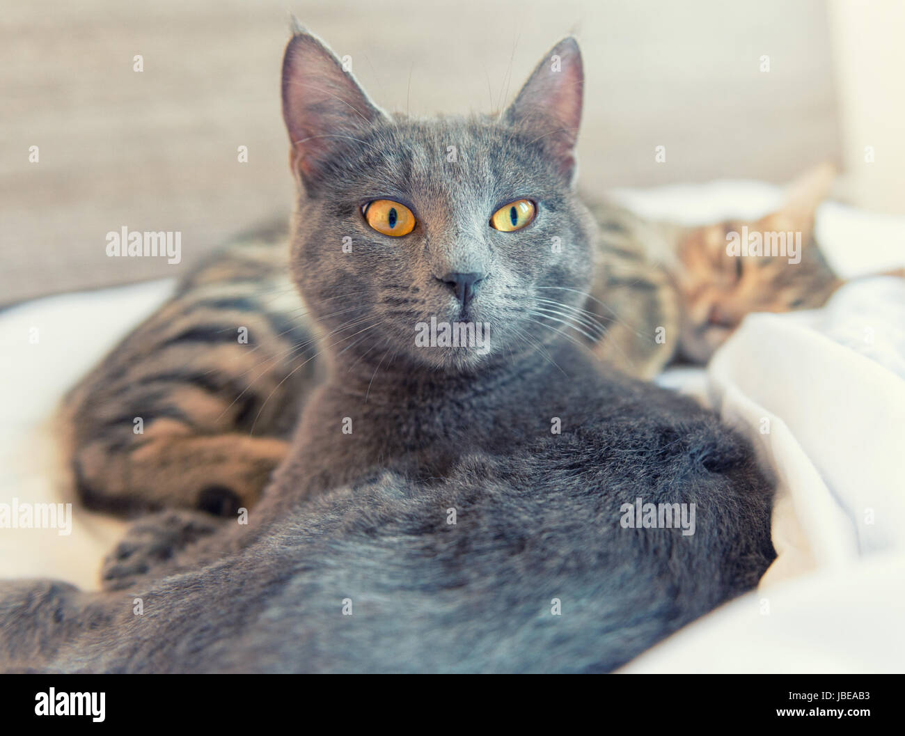 Cat awake and cat sleeps on bed Stock Photo - Alamy