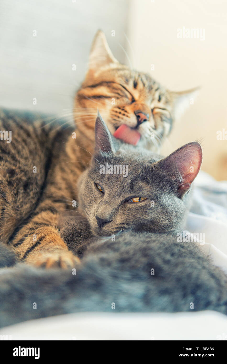 Taby cat and gray cat cuddle themselves Stock Photo - Alamy