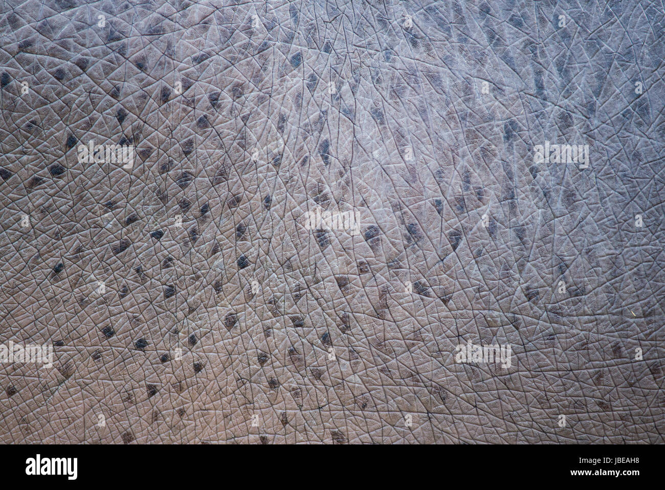 Closeup of the skin of a hippopotamus, Hippopotamus amphibius ...