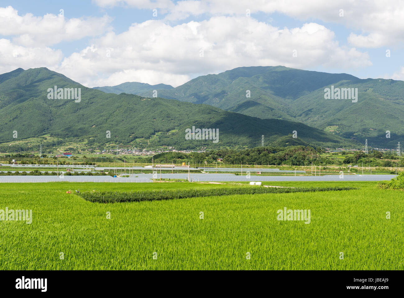 South korea rice fields hi-res stock photography and images - Alamy