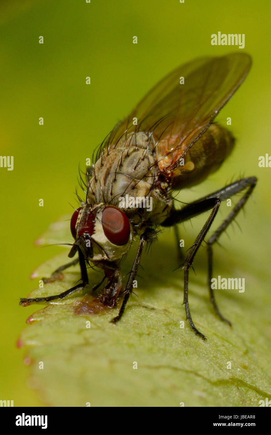 Fluid in abdomen hi-res stock photography and images - Alamy