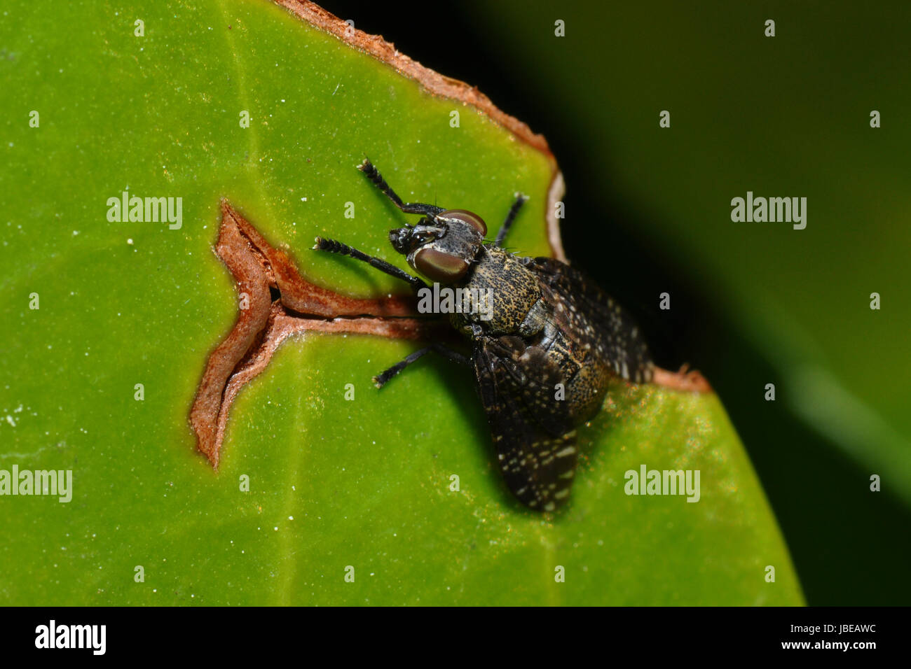 fly animal world Stock Photo - Alamy