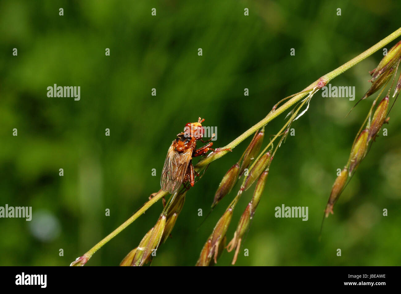 Animal tightrope hi-res stock photography and images - Alamy