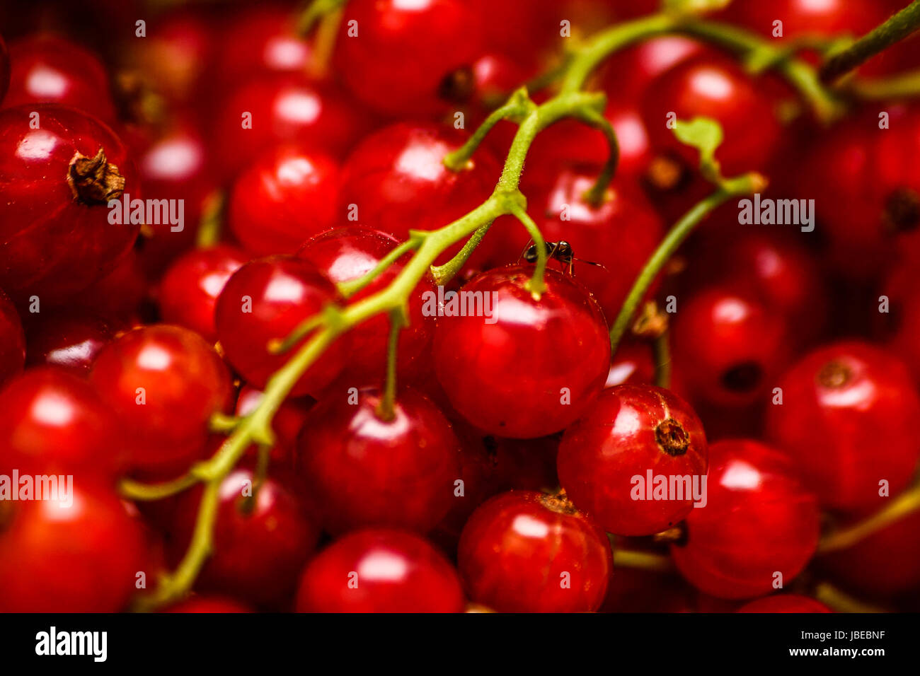 Currant - Red fruit Stock Photo - Alamy