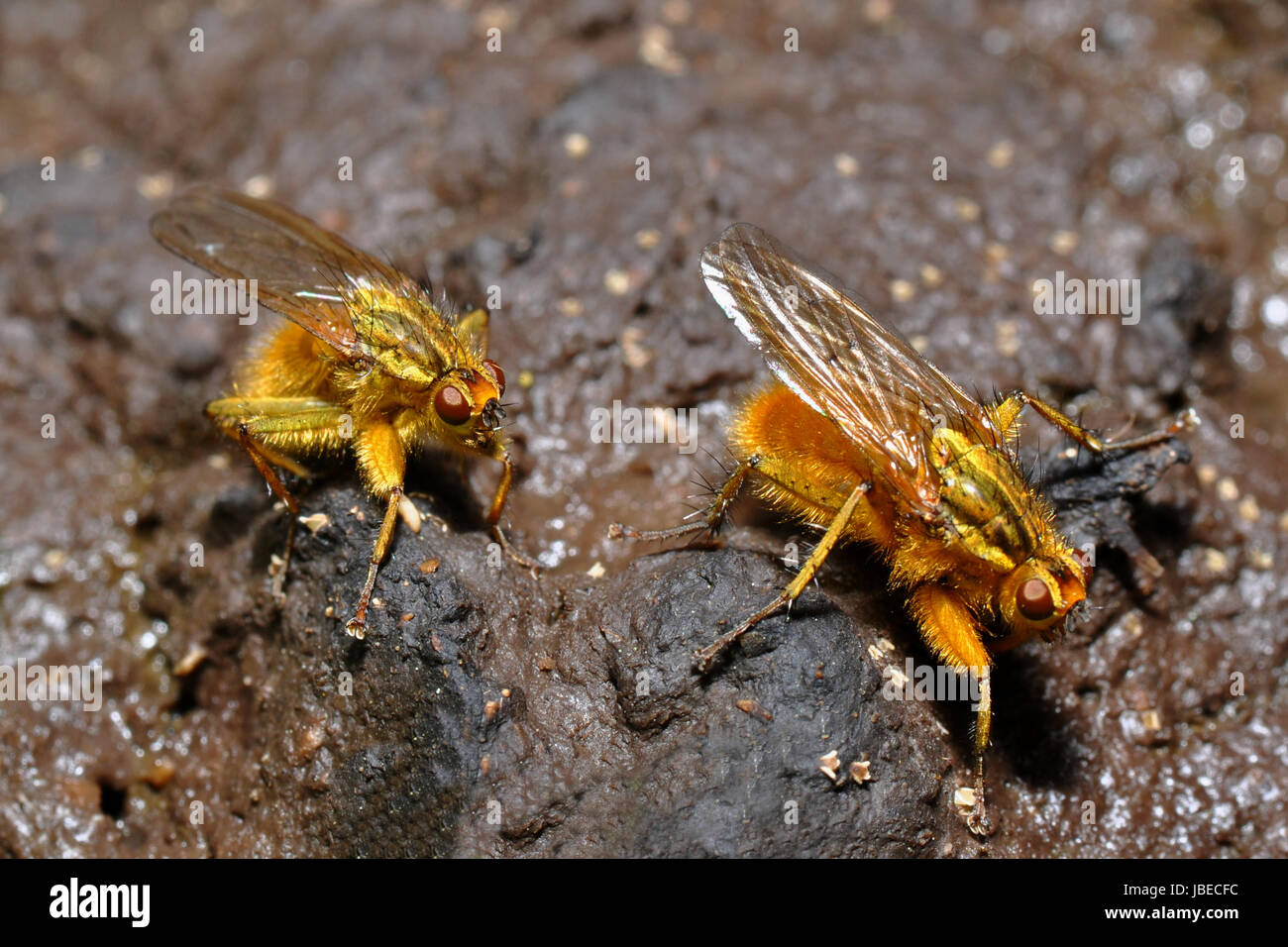 Dungfladen hi-res stock photography and images - Alamy