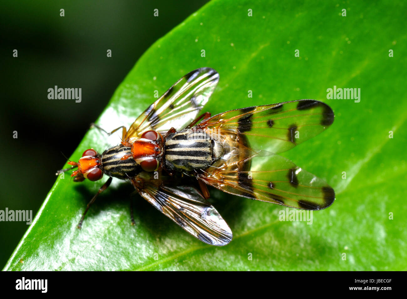 rhagionidae during mating Stock Photo - Alamy
