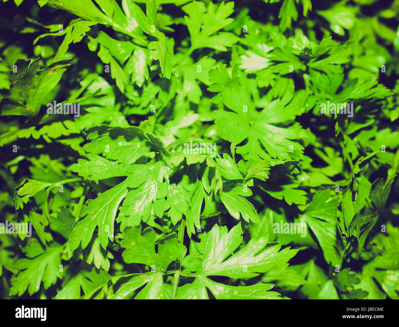 Vintage retro looking Parsley cilantro coriander plant useful as a ...