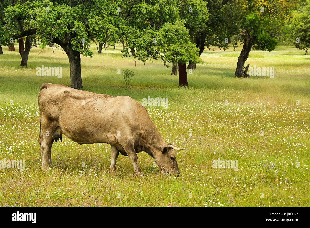 Rind - cow 54 Stock Photo - Alamy