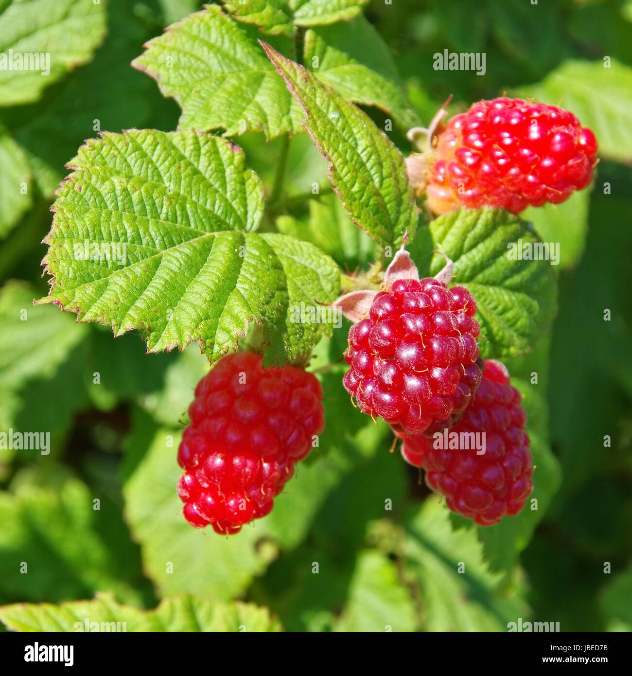Rubus tayberry hi-res stock photography and images - Alamy