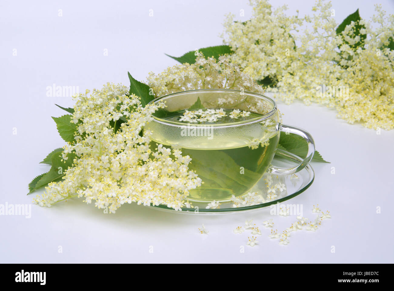 Holler Flower High Resolution Stock Photography and Images - Alamy
