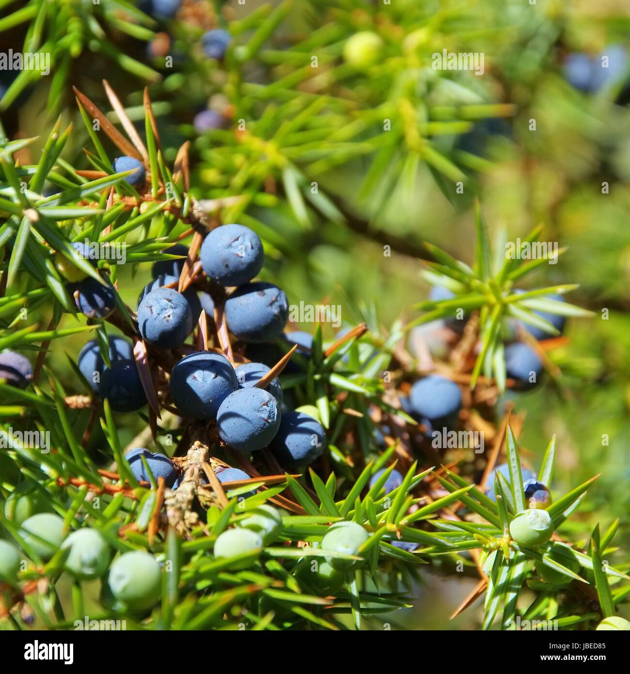 Wacholderbeere hi-res stock photography and images - Alamy