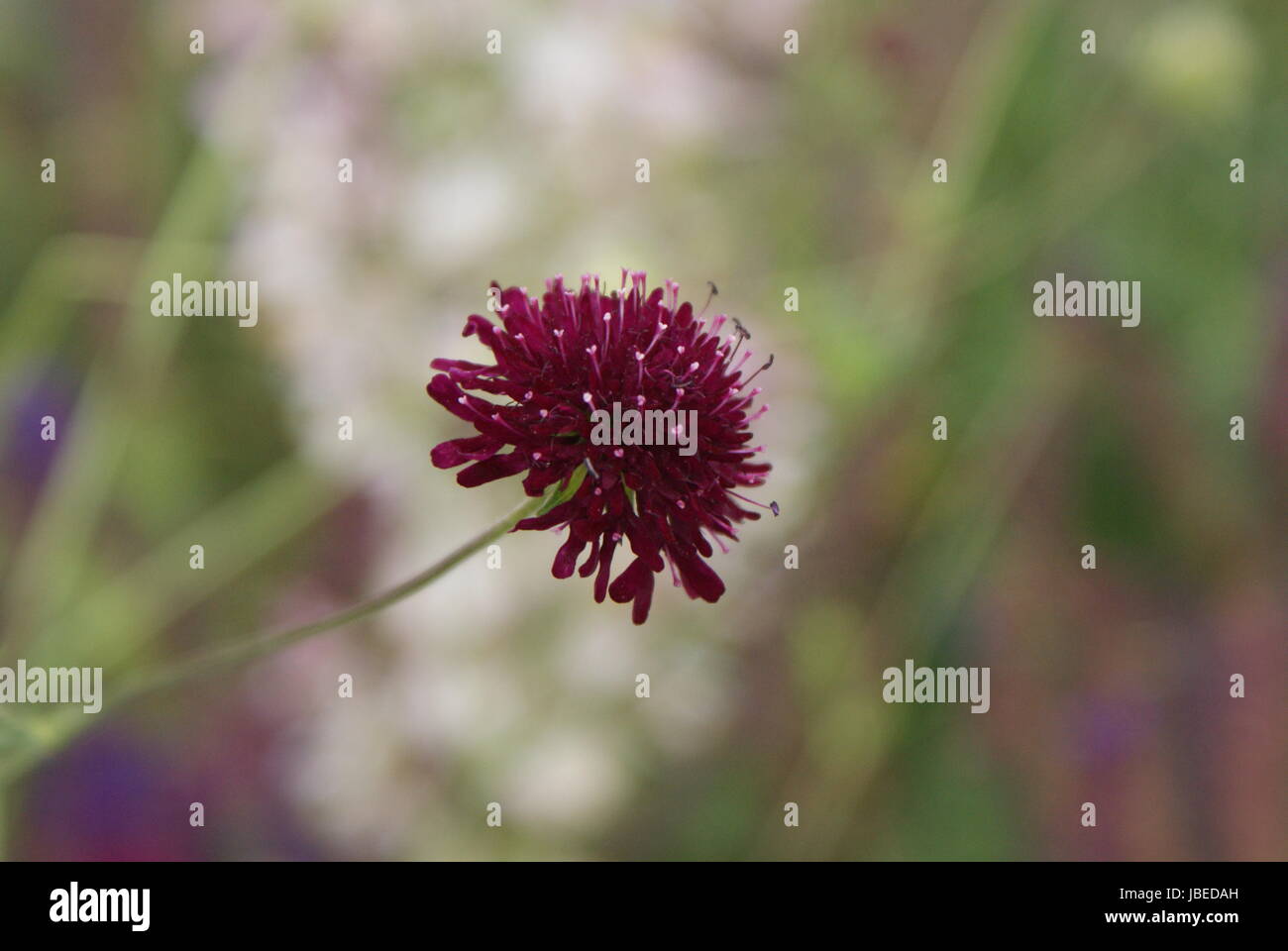dark red bloom Stock Photo - Alamy