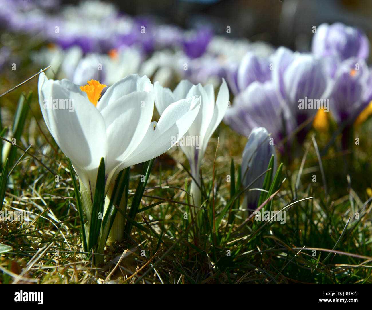 spring - crocus Stock Photo - Alamy