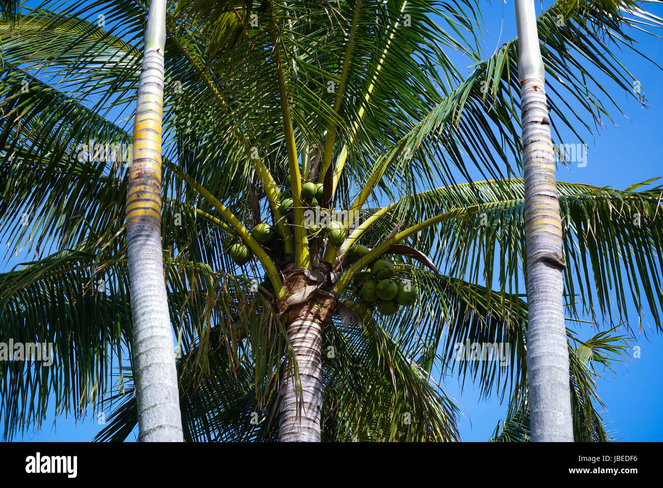 The different shades of green in this coconut palm tree contrast well ...