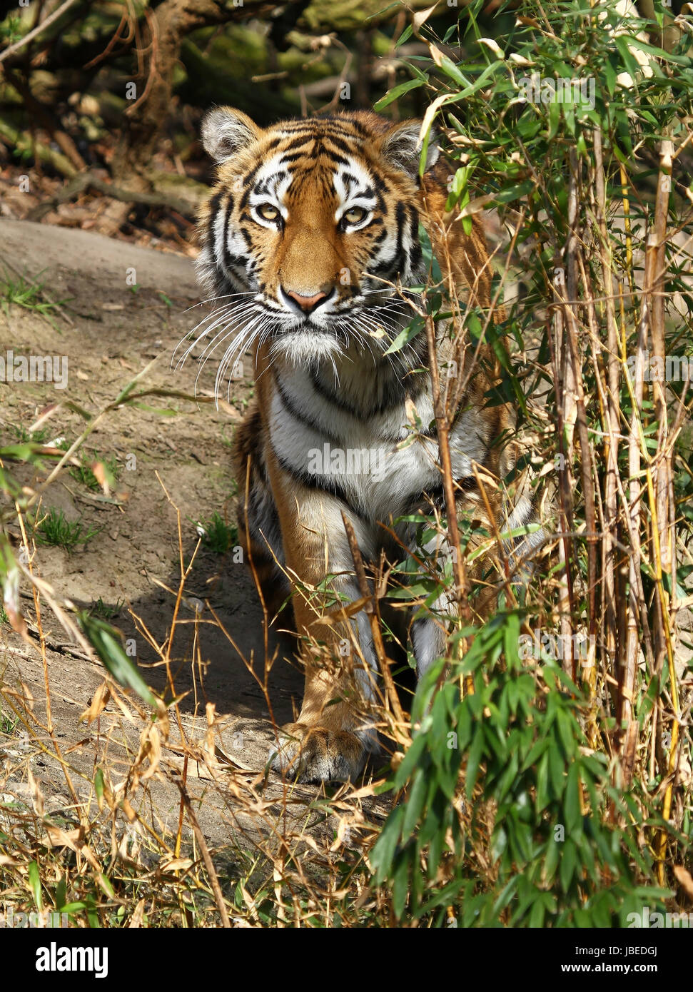 on the lurk Stock Photo - Alamy