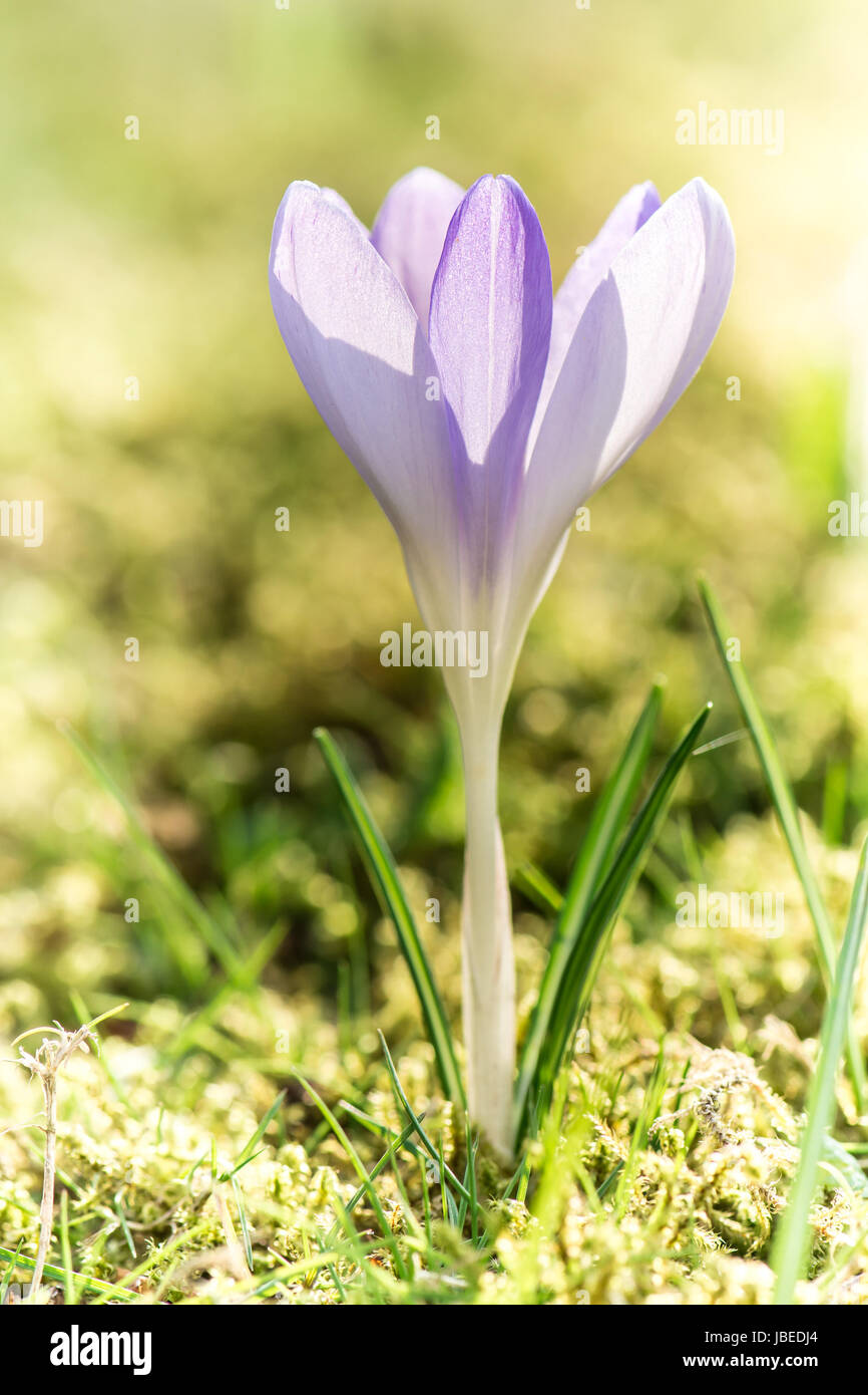 Single crocus in the meadow Stock Photo - Alamy