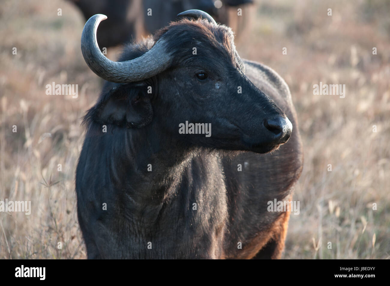 big buffalo in the savannah of africa Stock Photo - Alamy