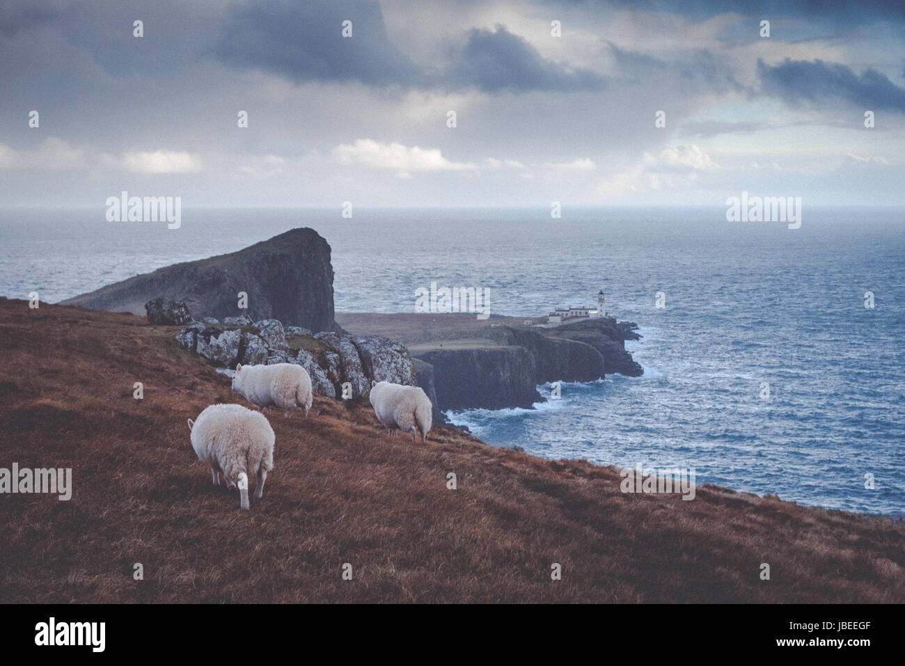 neist point lighthouse in scotland with sheep Stock Photo - Alamy
