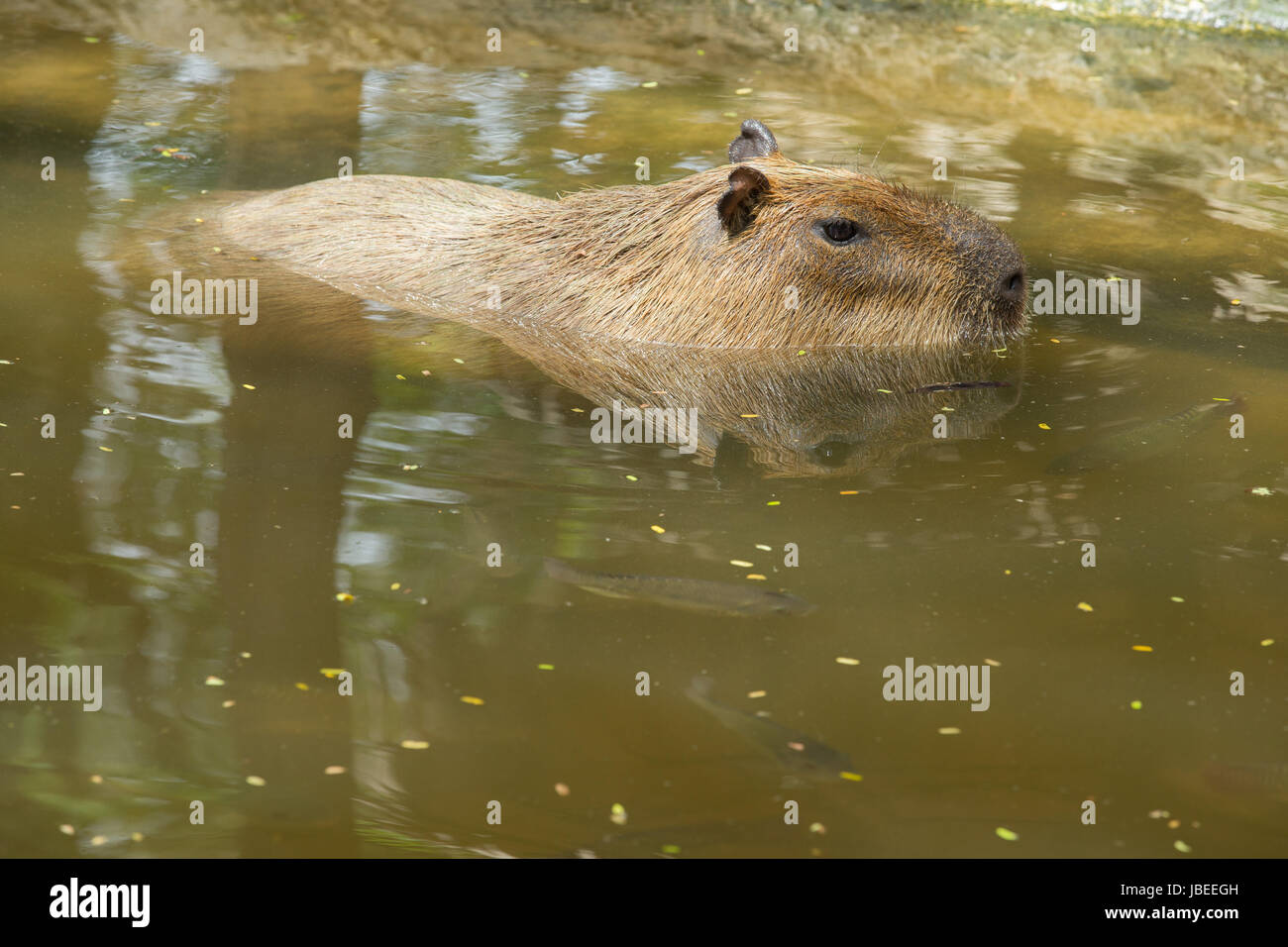 Close up of a Capybara Stock Photo - Alamy