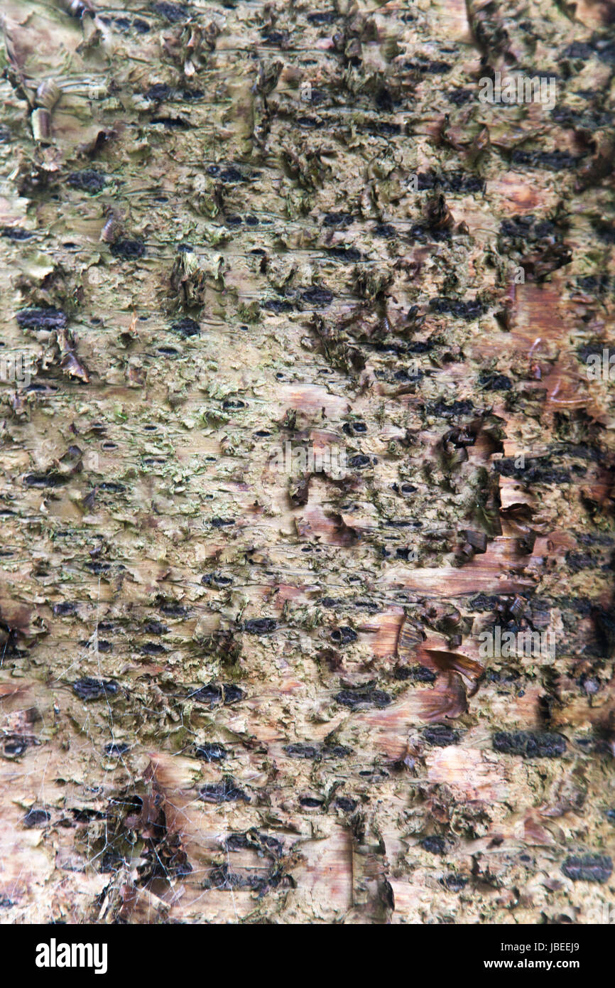 Cracked landscape and grow hi-res stock photography and images - Alamy