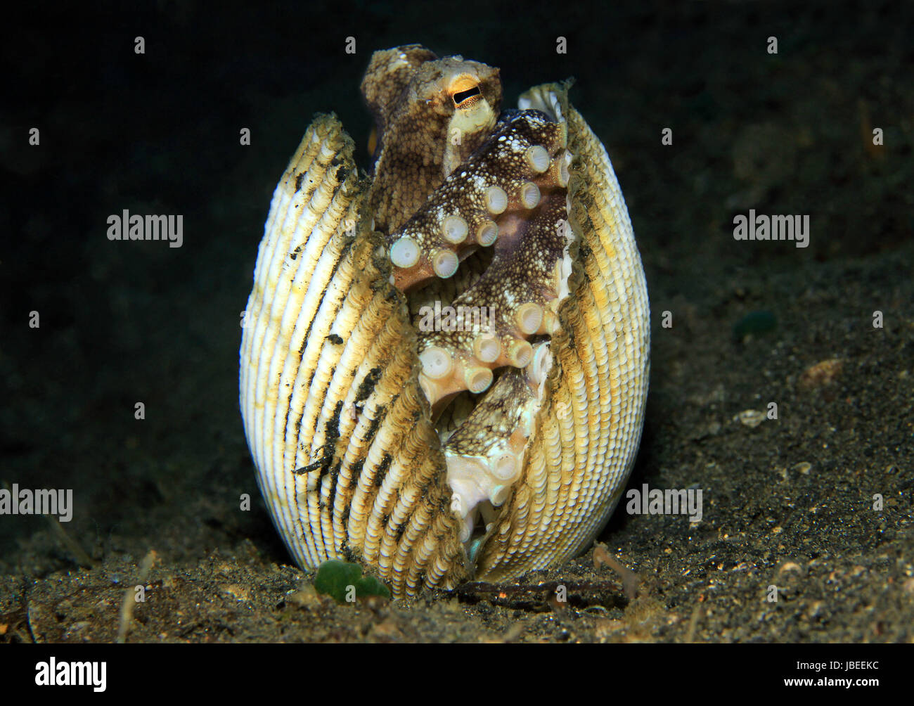 Coconut Octopus (Amphioctopus Marginatus) taking Shelter between ...