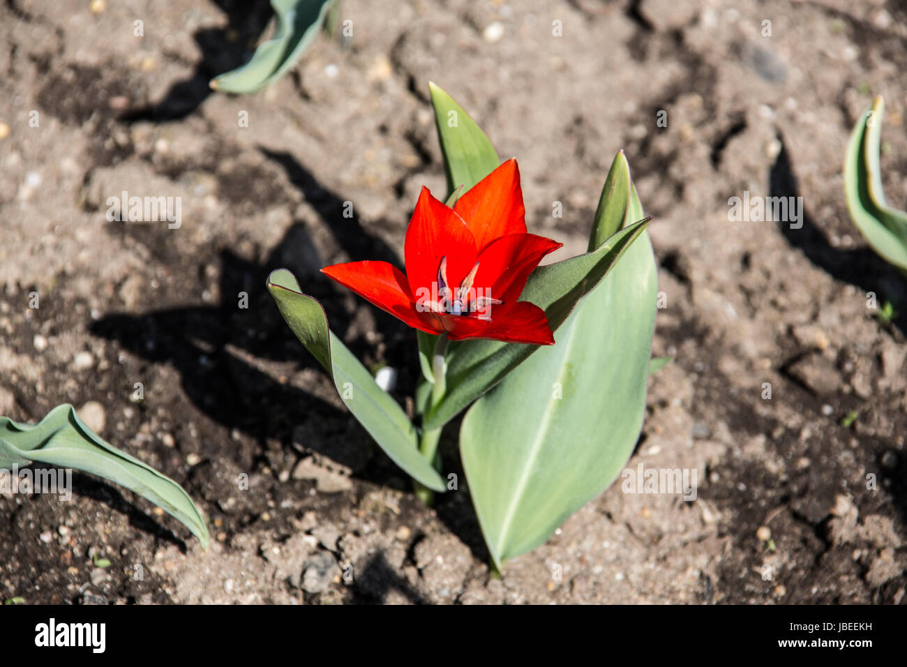 bulbous plant ornamental plants Stock Photo - Alamy