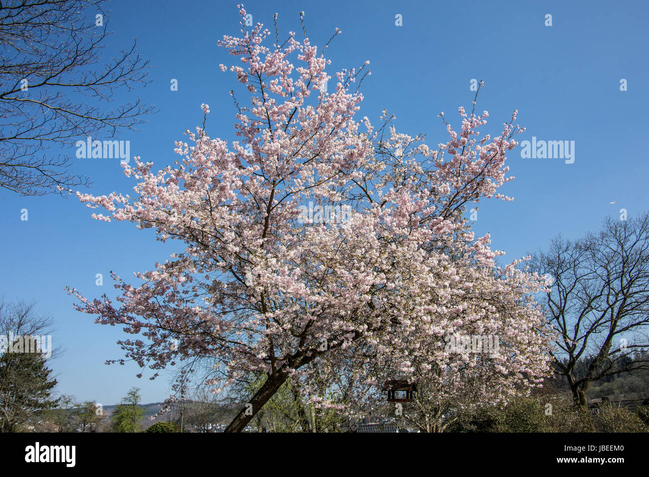 Flourish tree hi-res stock photography and images - Alamy