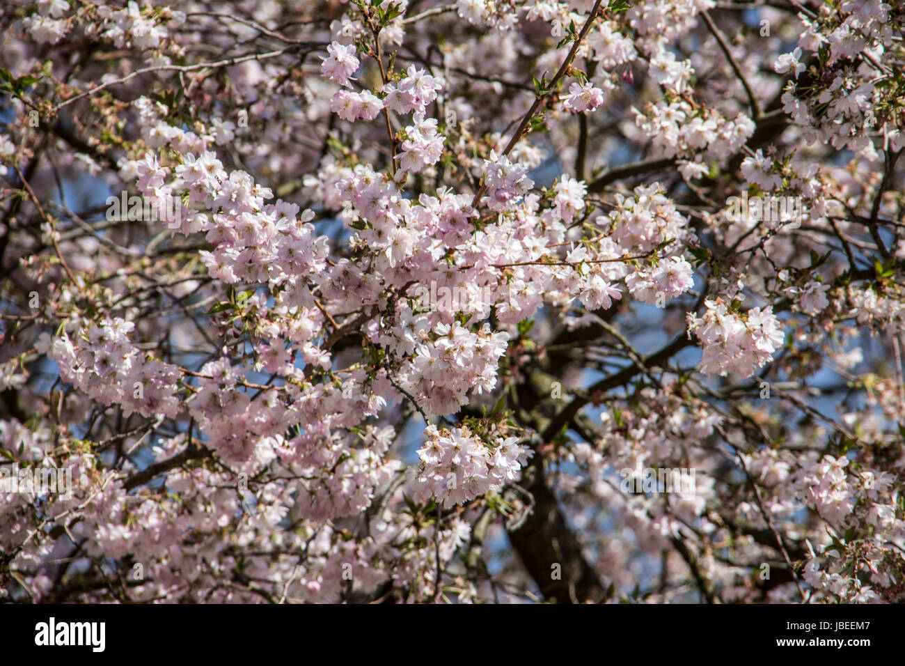 Flourish tree hi-res stock photography and images - Alamy