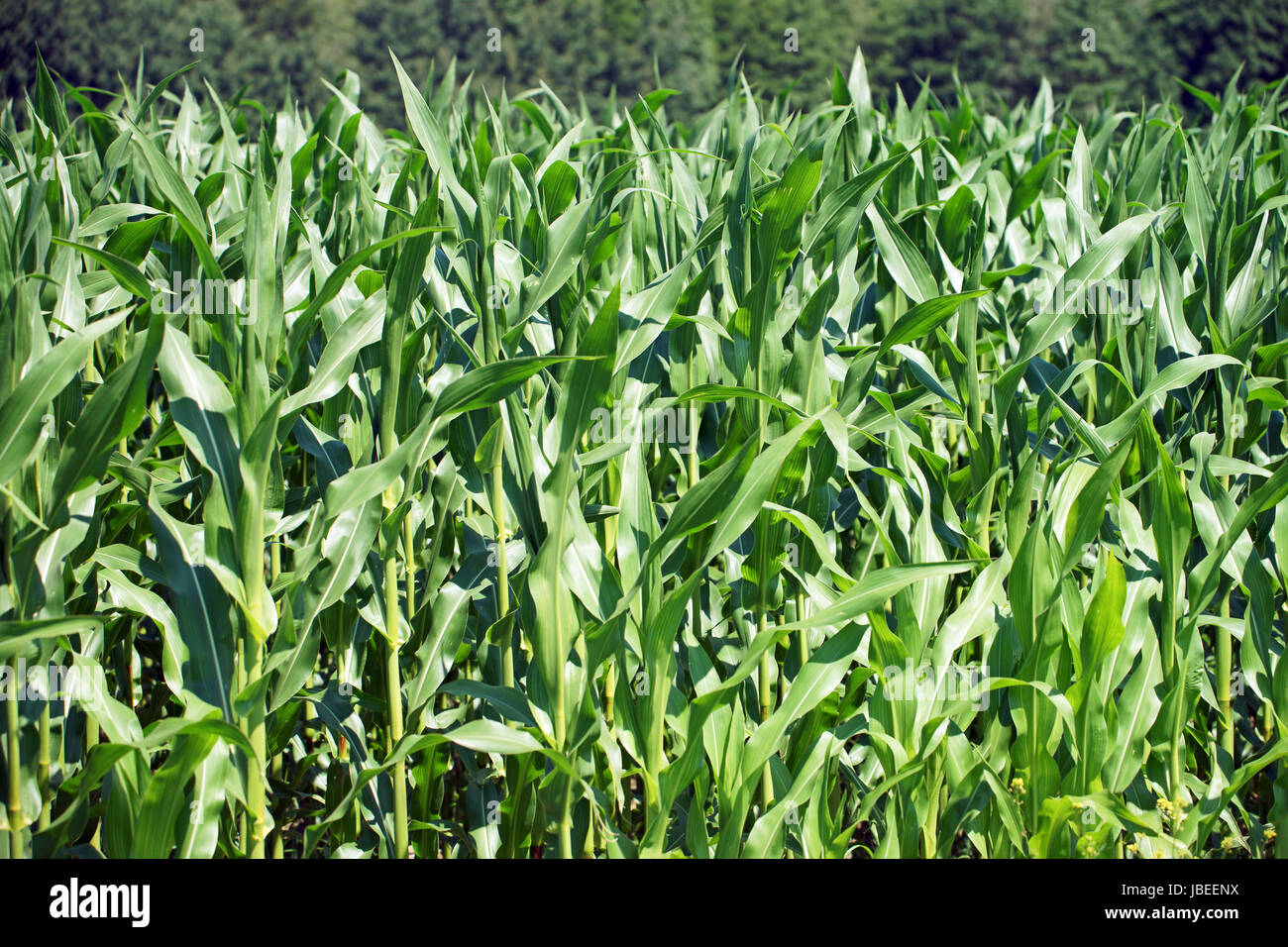 Corn Plants and maize field Stock Photo - Alamy