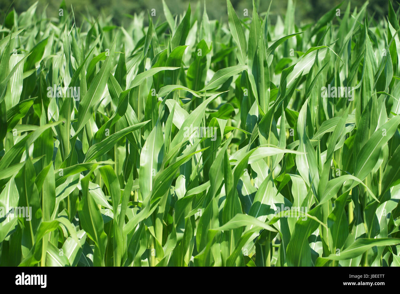 Corn Plants and maize field Stock Photo - Alamy