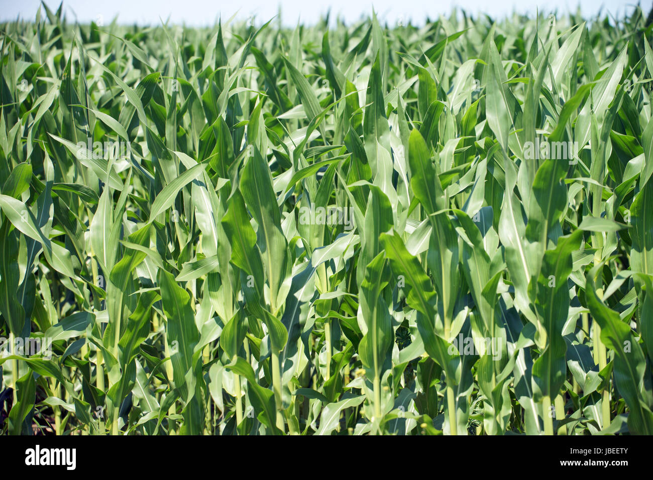 Corn Plants and maize field Stock Photo - Alamy